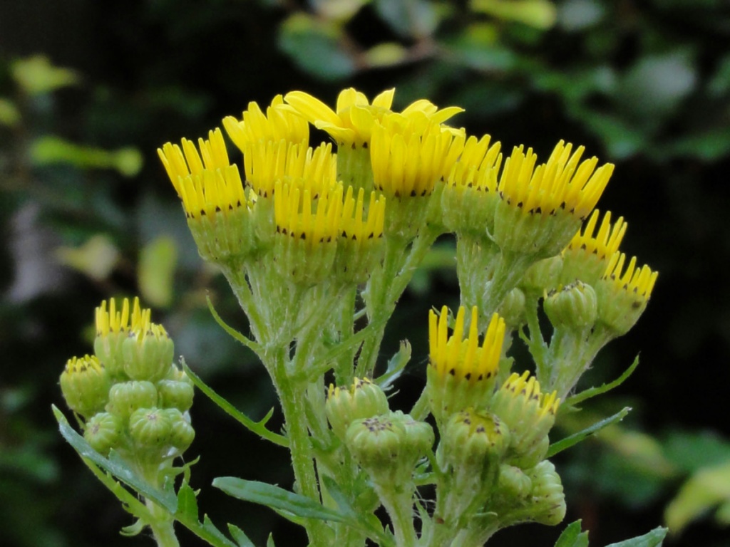 Common Ragwort | NatureSpot