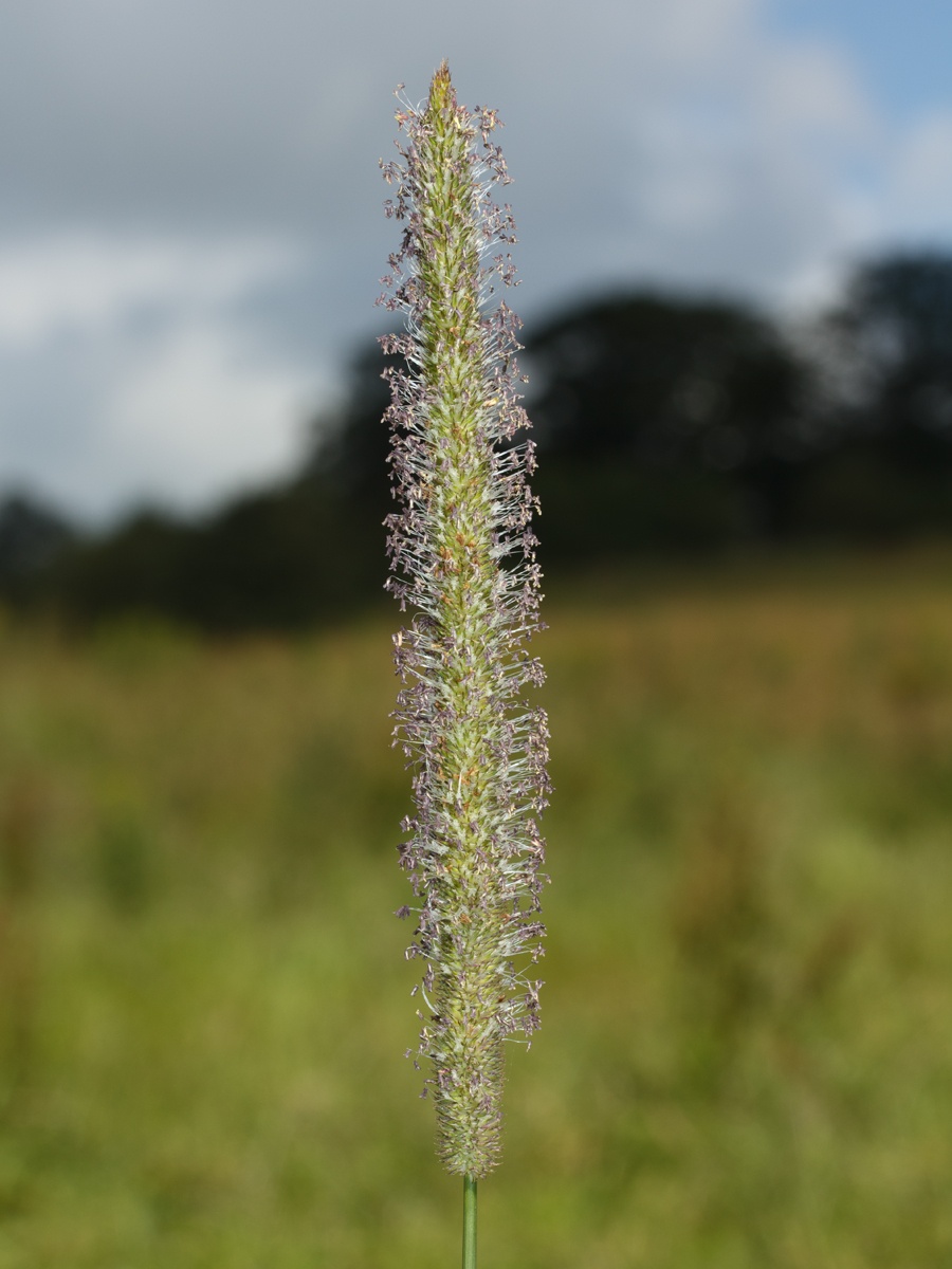 Timothy | NatureSpot