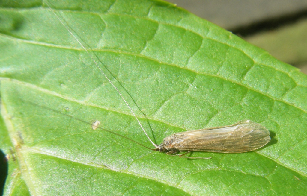 Oecetis ochracea | NatureSpot