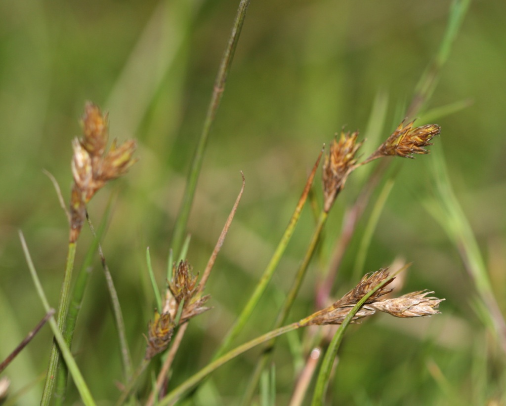 Oval Sedge | NatureSpot