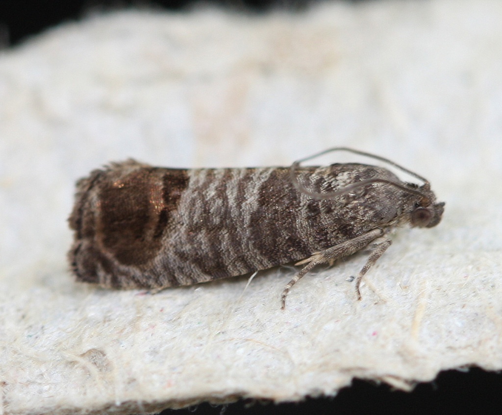 Codling Moth | NatureSpot