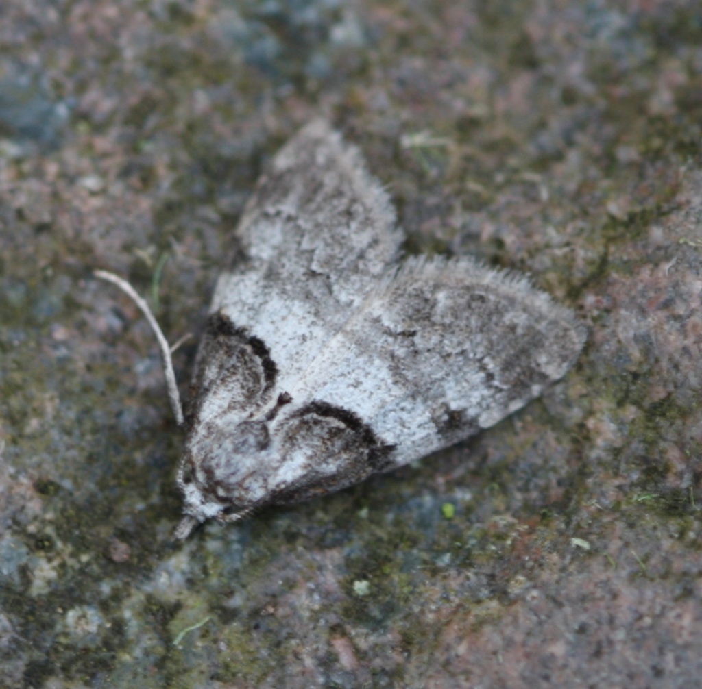 Short-cloaked Moth | NatureSpot