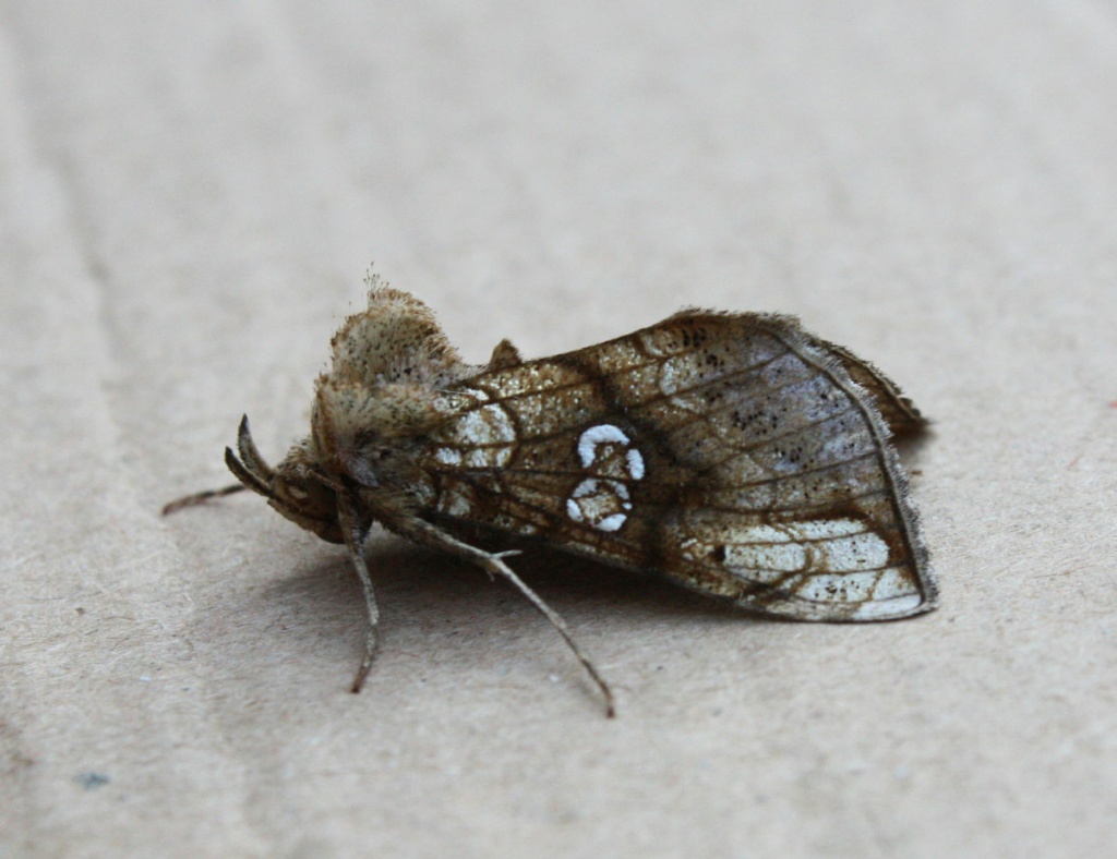 Golden Plusia | NatureSpot