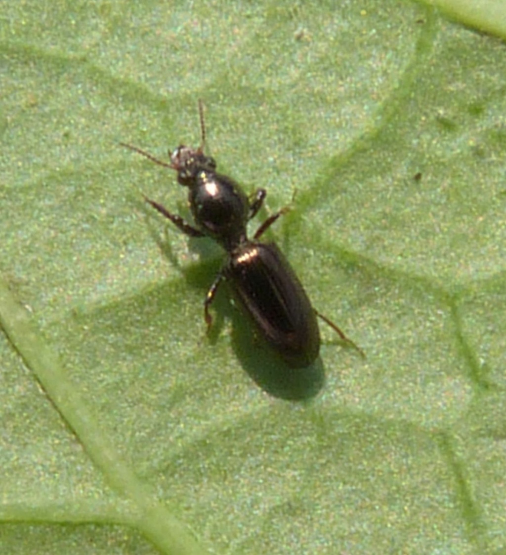 Dyschirius politus | NatureSpot