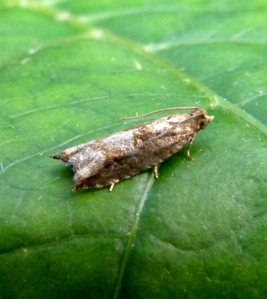 Holly Tortrix | NatureSpot