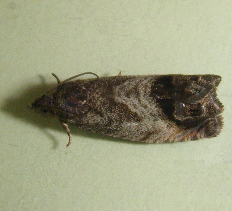 Cydia splendana | NatureSpot