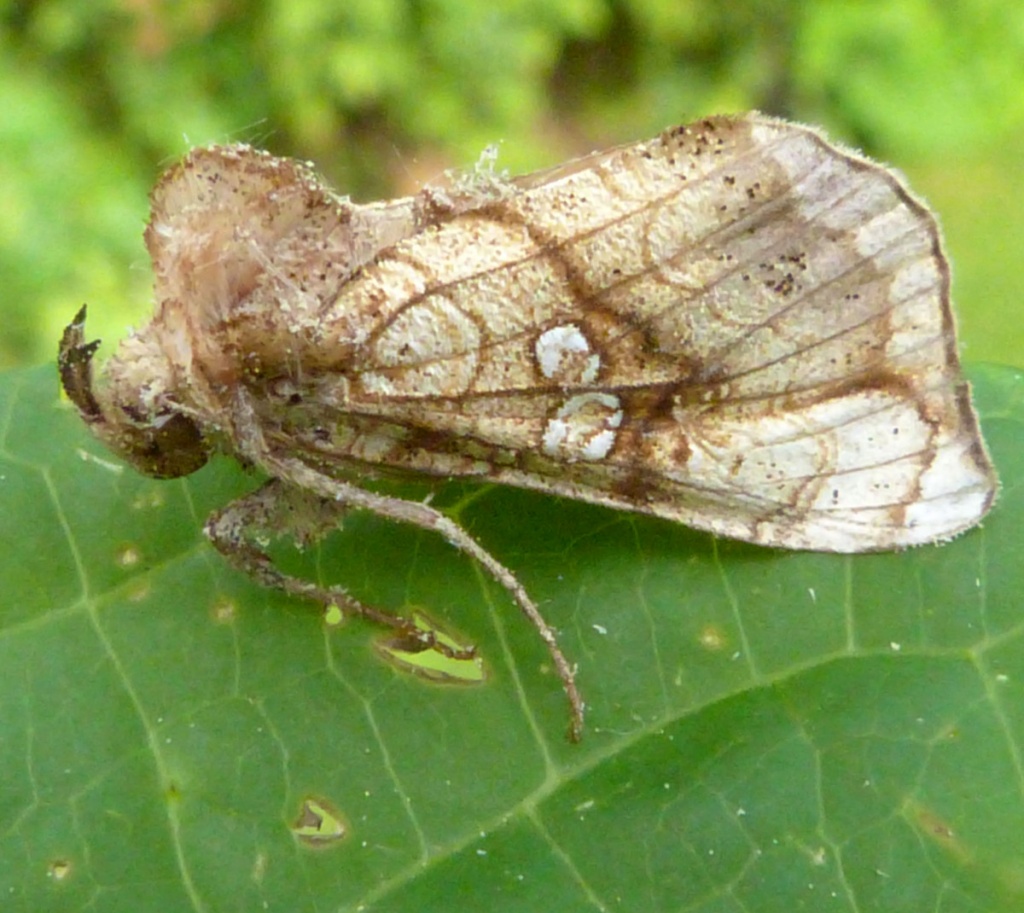 Golden Plusia | NatureSpot