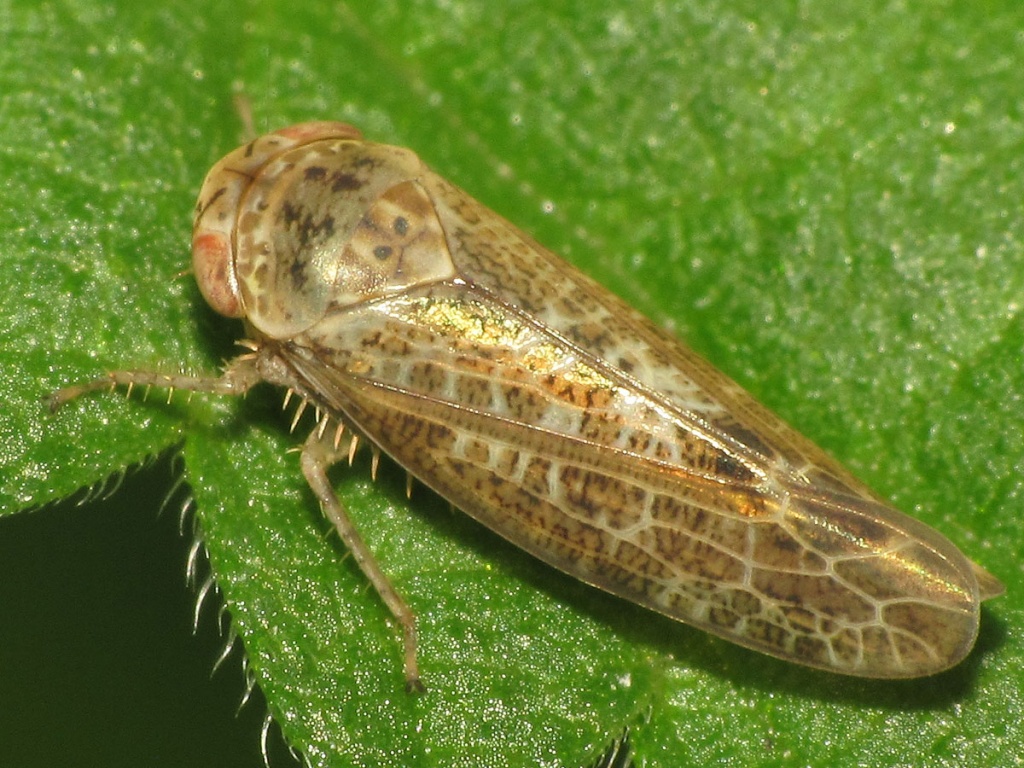 Allygus modestus | NatureSpot