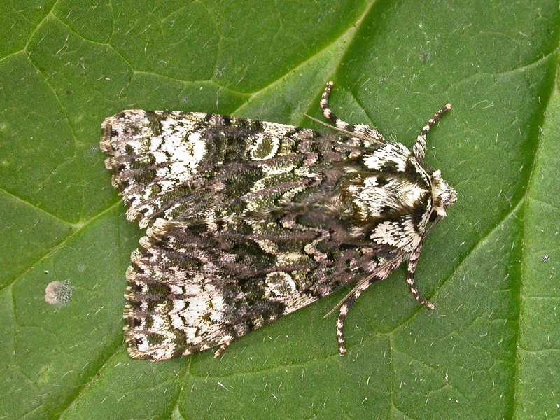 The Coronet | NatureSpot