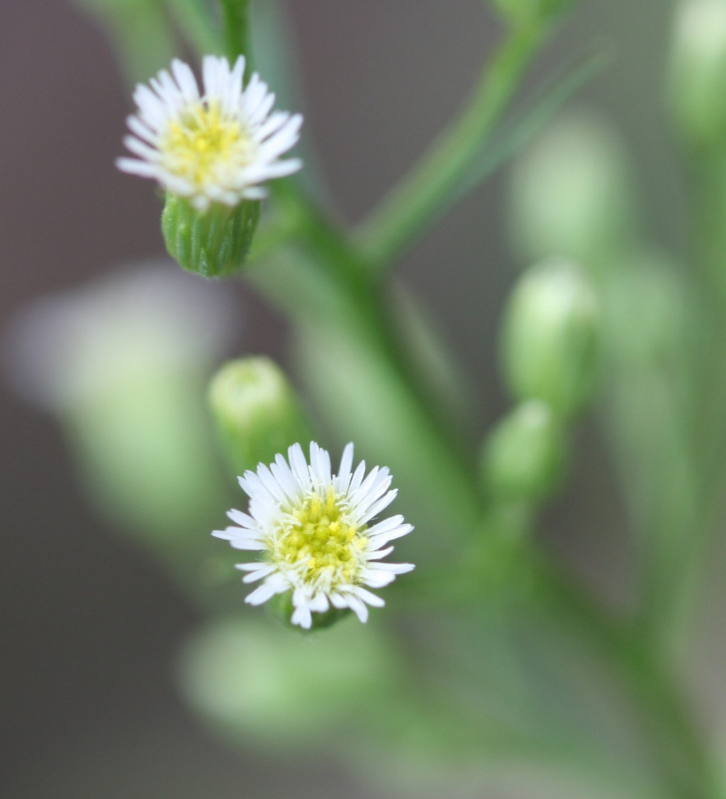 Canadian Fleabane | NatureSpot