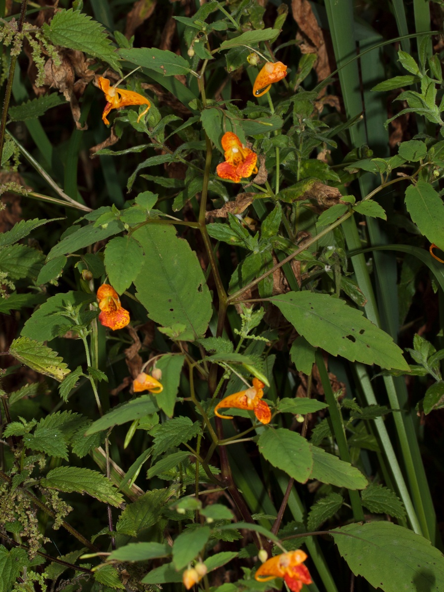 Orange Balsam | NatureSpot