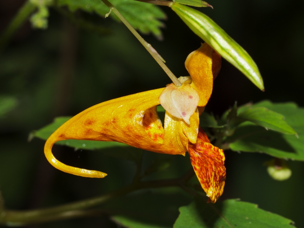Orange Balsam | NatureSpot