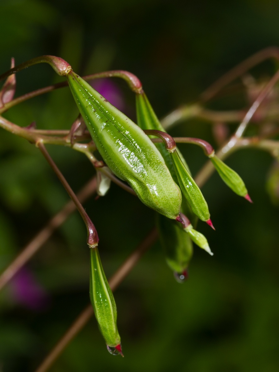 Himalayan Balsam | NatureSpot