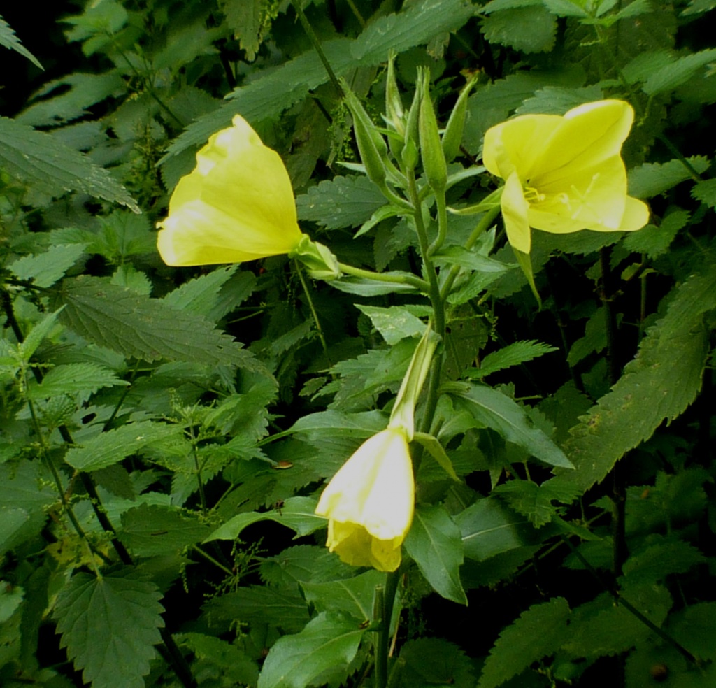 Large-flowered Evening-primrose | NatureSpot