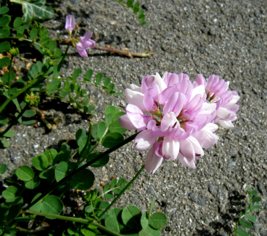 Crown Vetch | NatureSpot