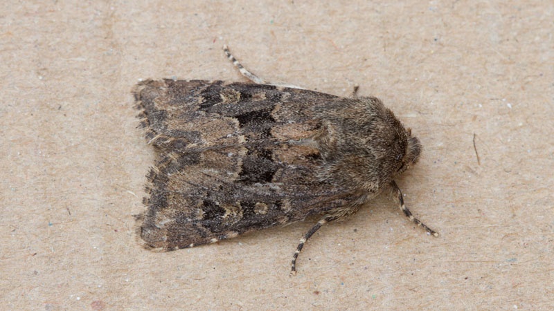 Flounced Rustic | NatureSpot