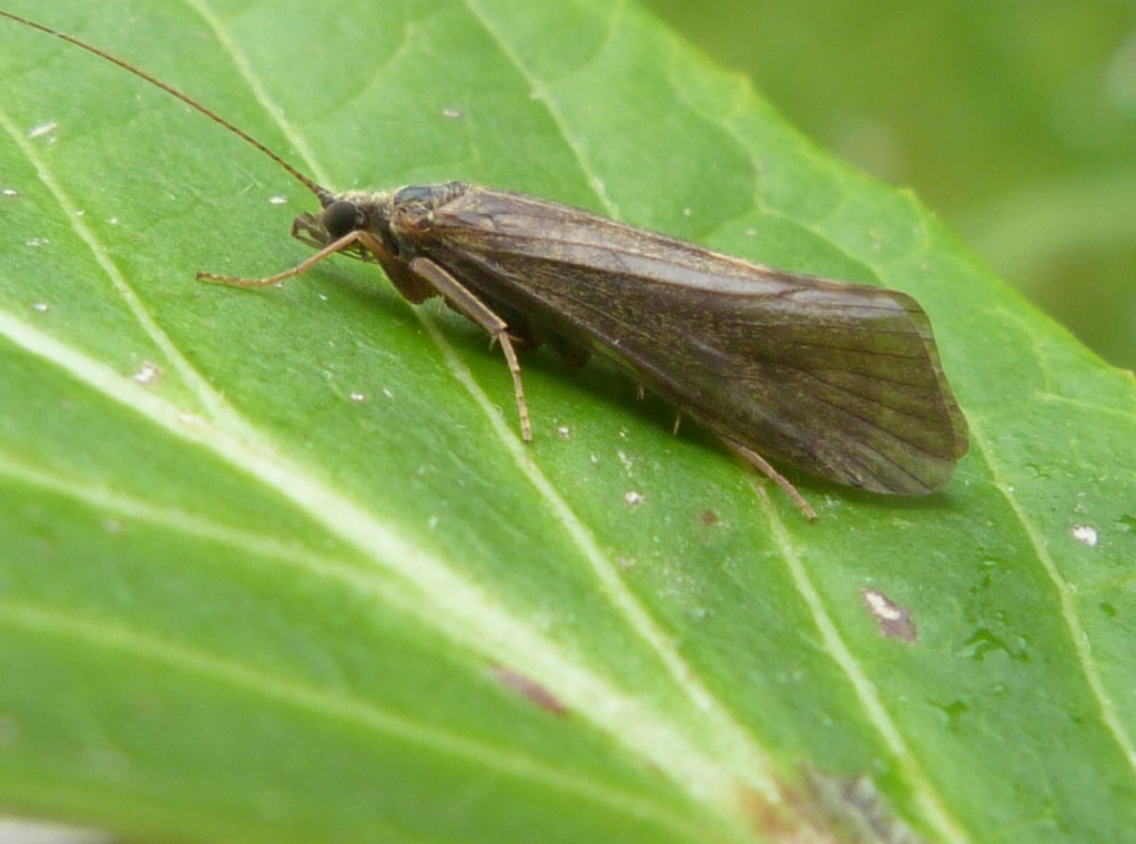 Hydropsyche pellucidula | NatureSpot