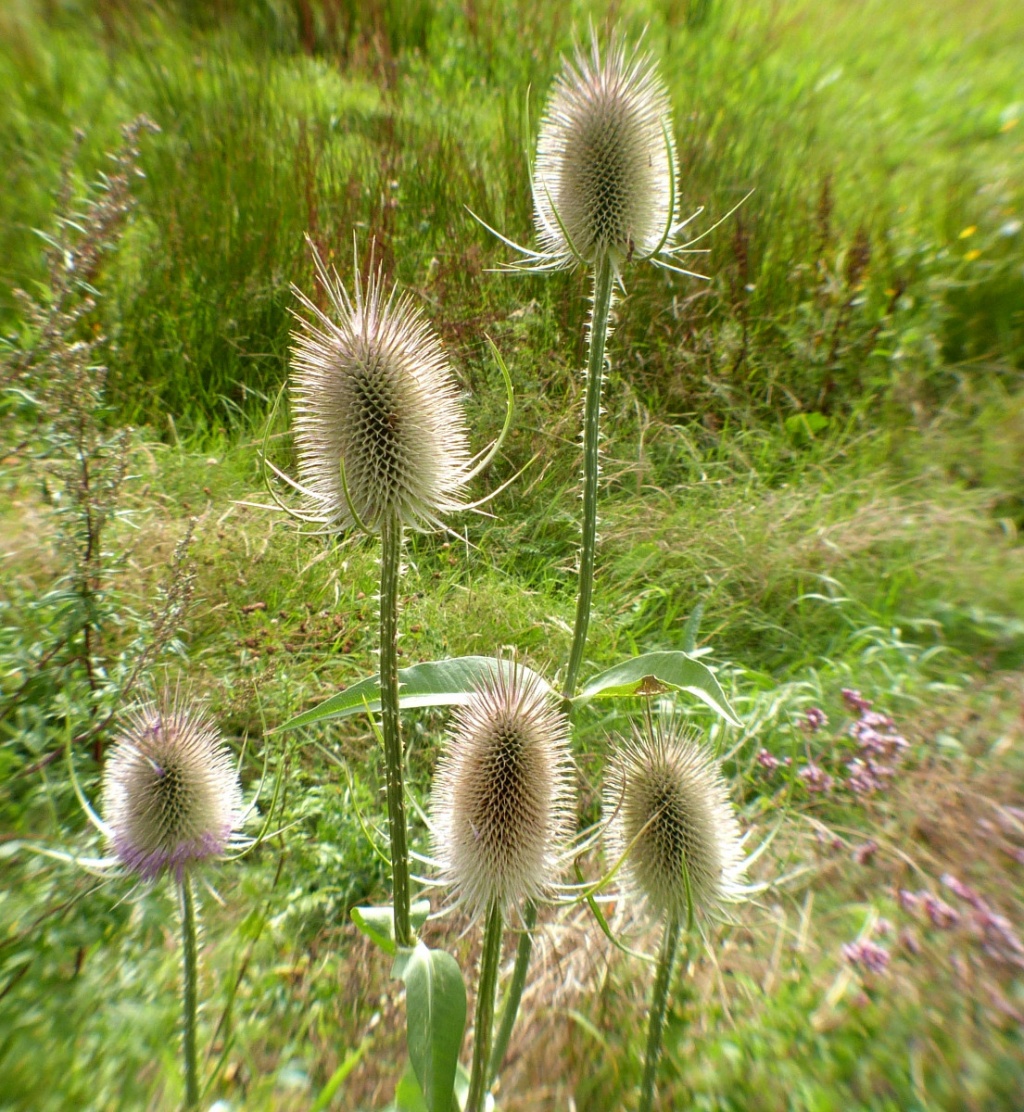 Wild Teasel | NatureSpot