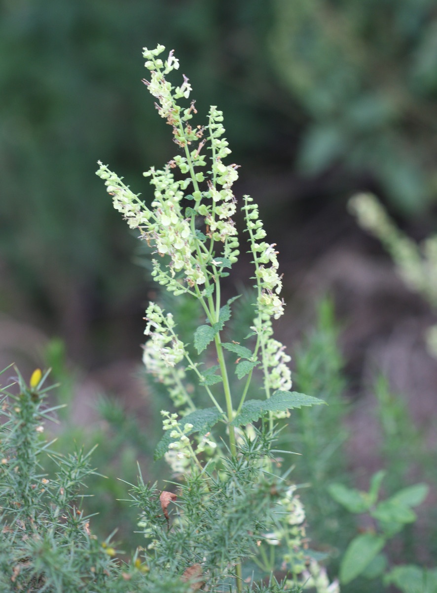 Wood Sage | NatureSpot