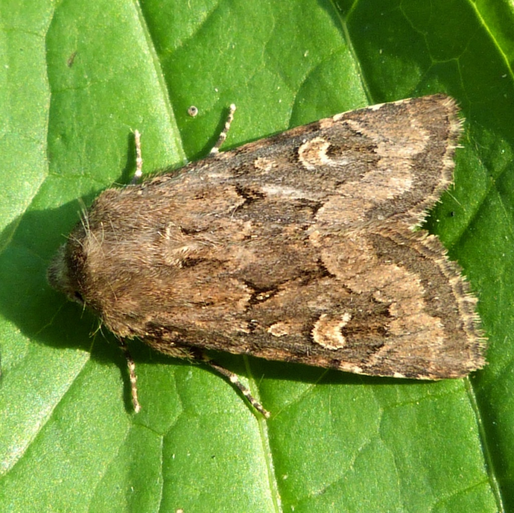 Flounced Rustic | NatureSpot