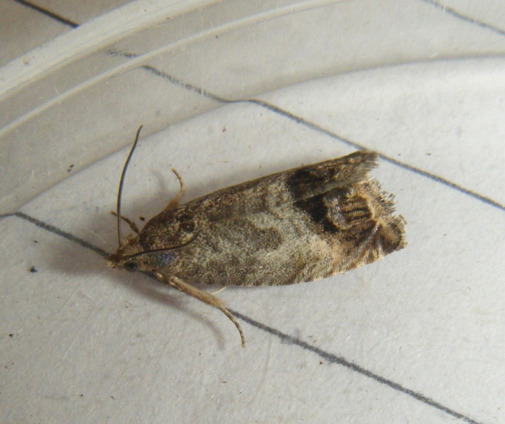 Cydia splendana | NatureSpot