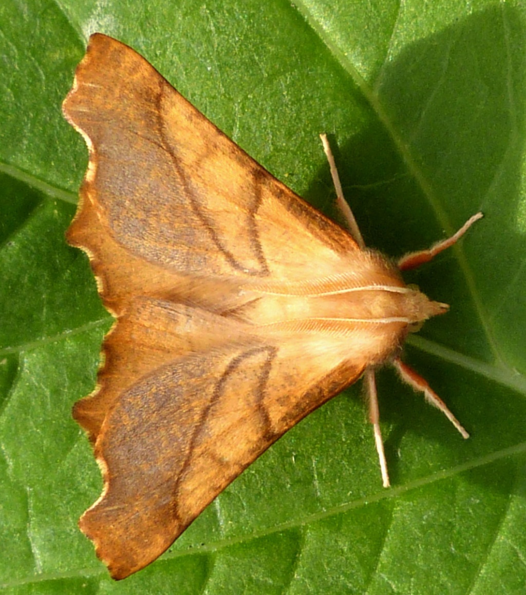 Dusky Thorn | NatureSpot