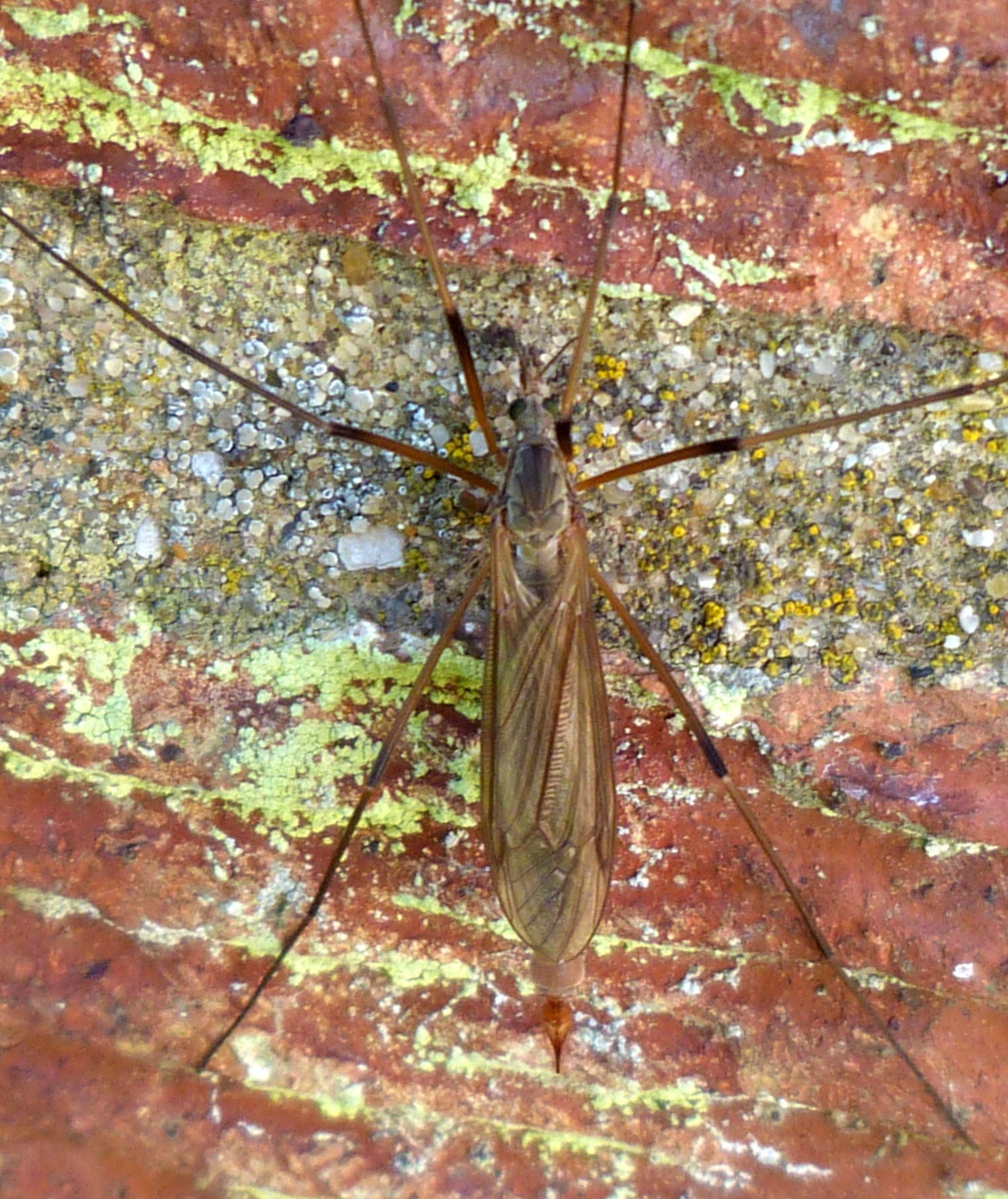 Tipula paludosa | NatureSpot