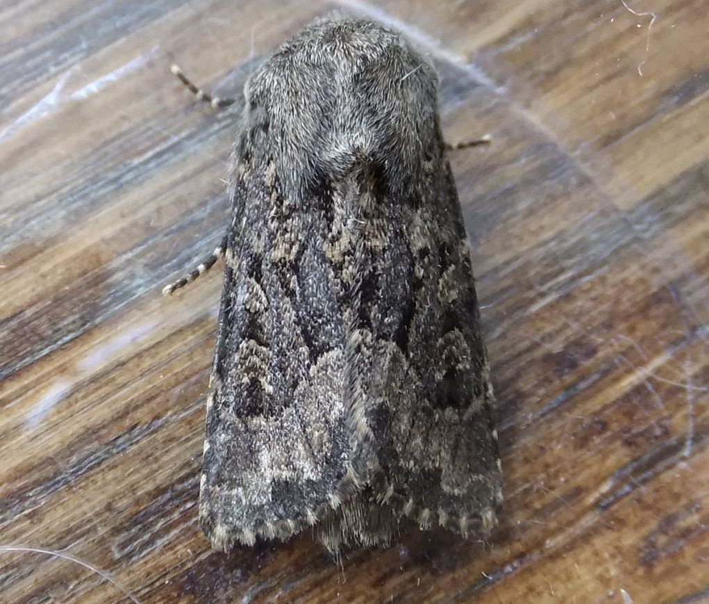 Flounced Rustic | NatureSpot