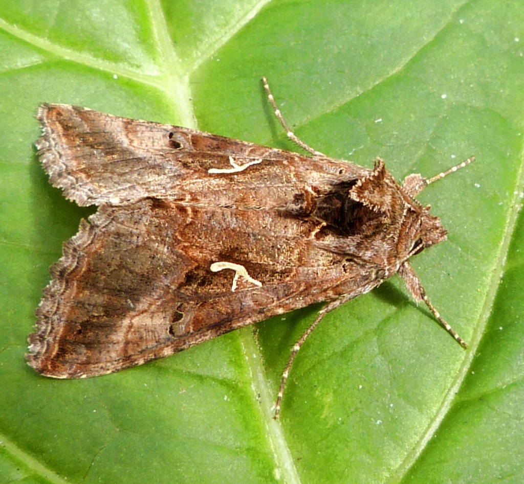 Silver Y | NatureSpot