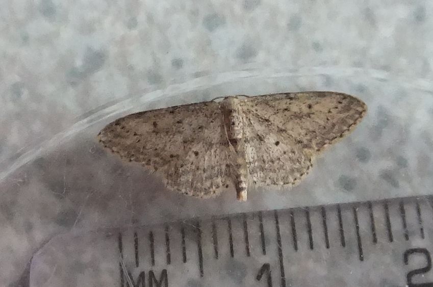 Small Dusty Wave | NatureSpot