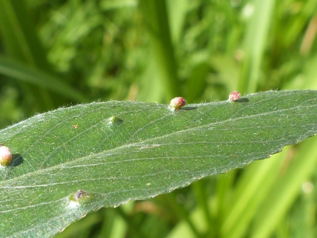 Aculus tetanothrix | NatureSpot