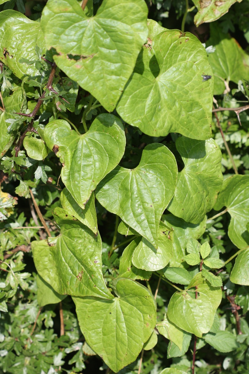 Black Bryony | NatureSpot