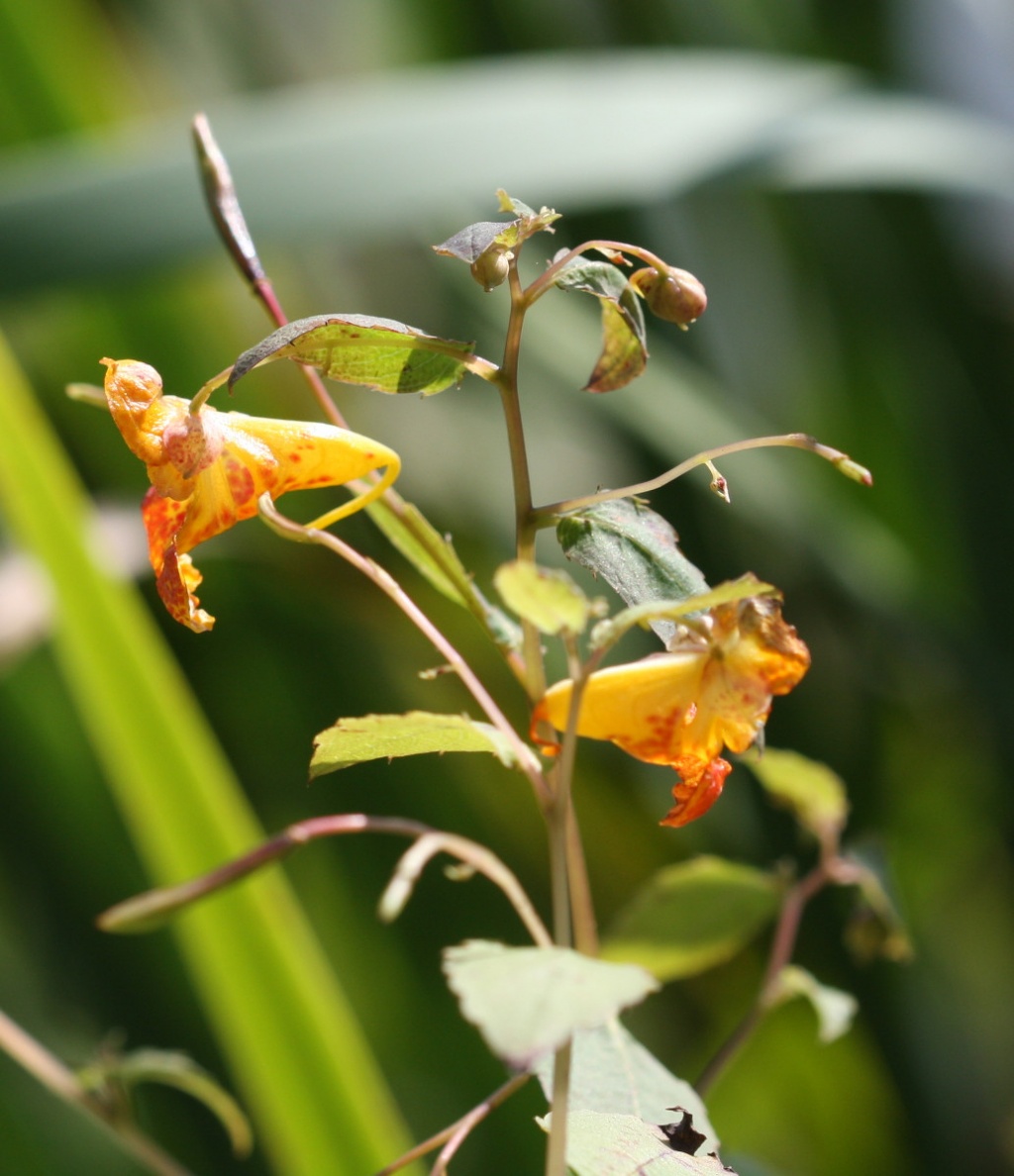 Orange Balsam | NatureSpot