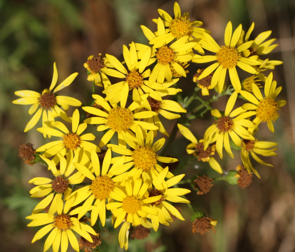 Common Ragwort | NatureSpot