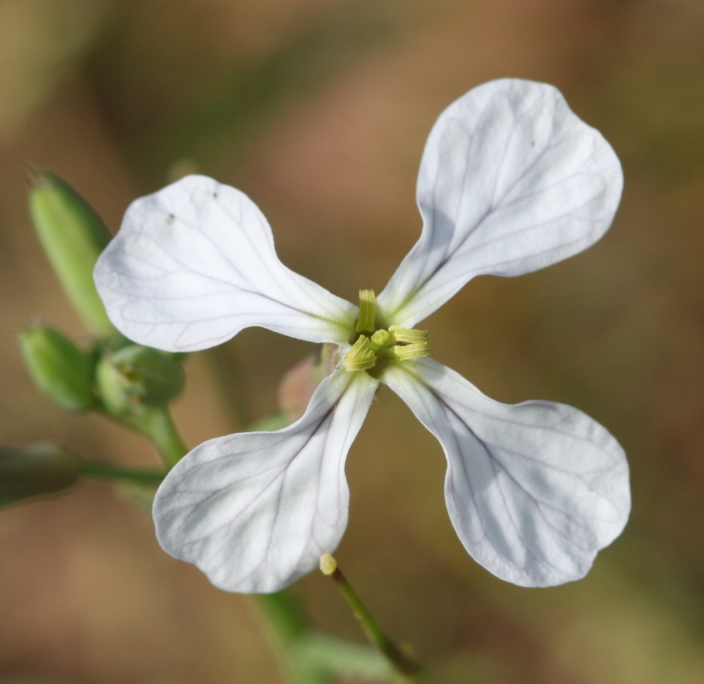 Wild Radish | NatureSpot