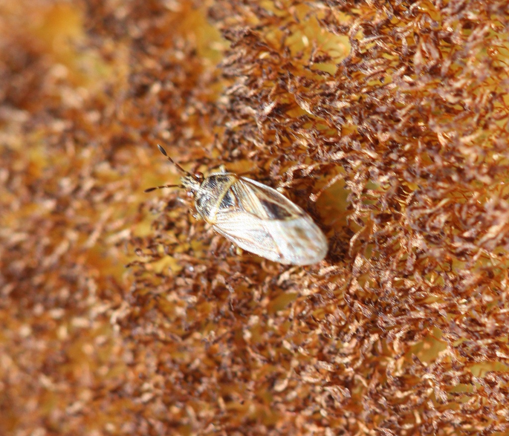 Bulrush Bug | NatureSpot
