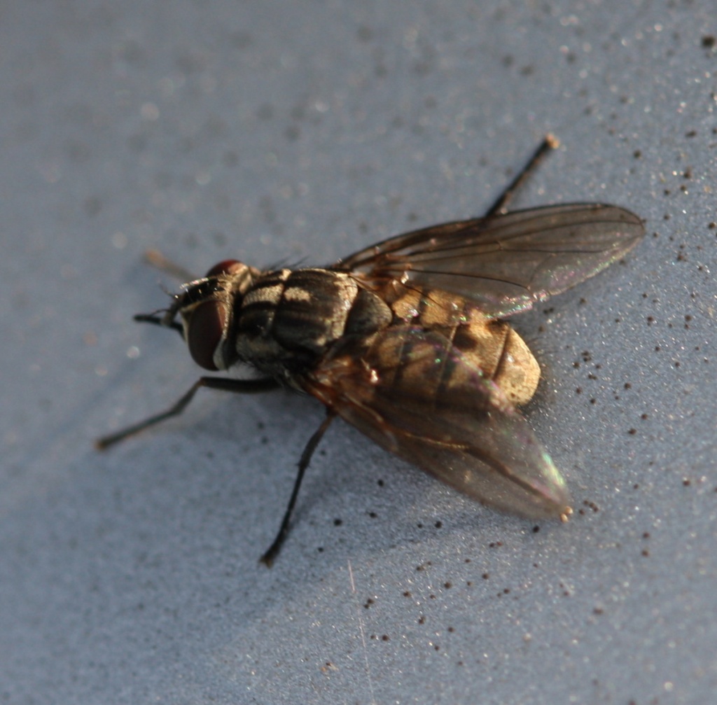 Stable Fly | NatureSpot