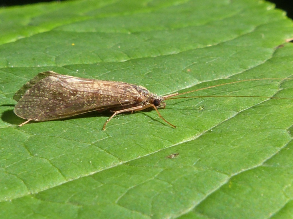 Hydropsyche pellucidula | NatureSpot