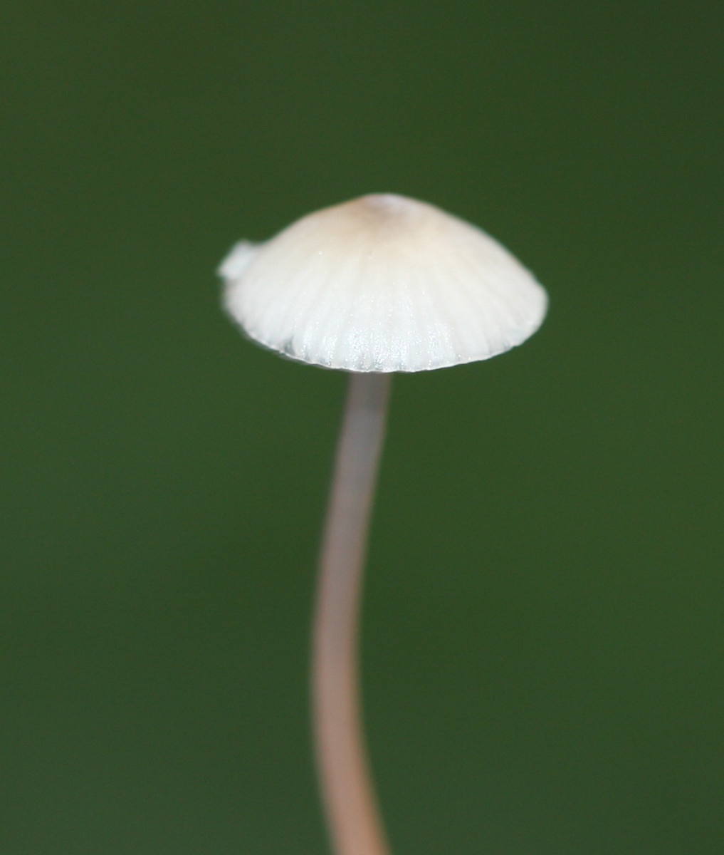 Snapping Bonnet | NatureSpot