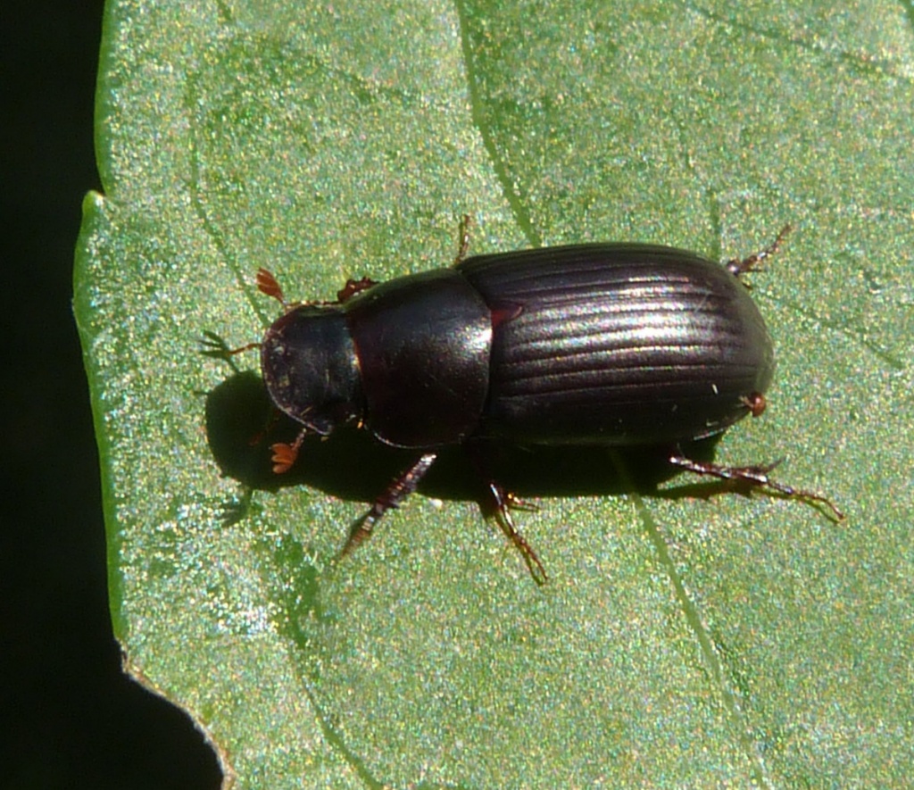 Acrossus rufipes | NatureSpot