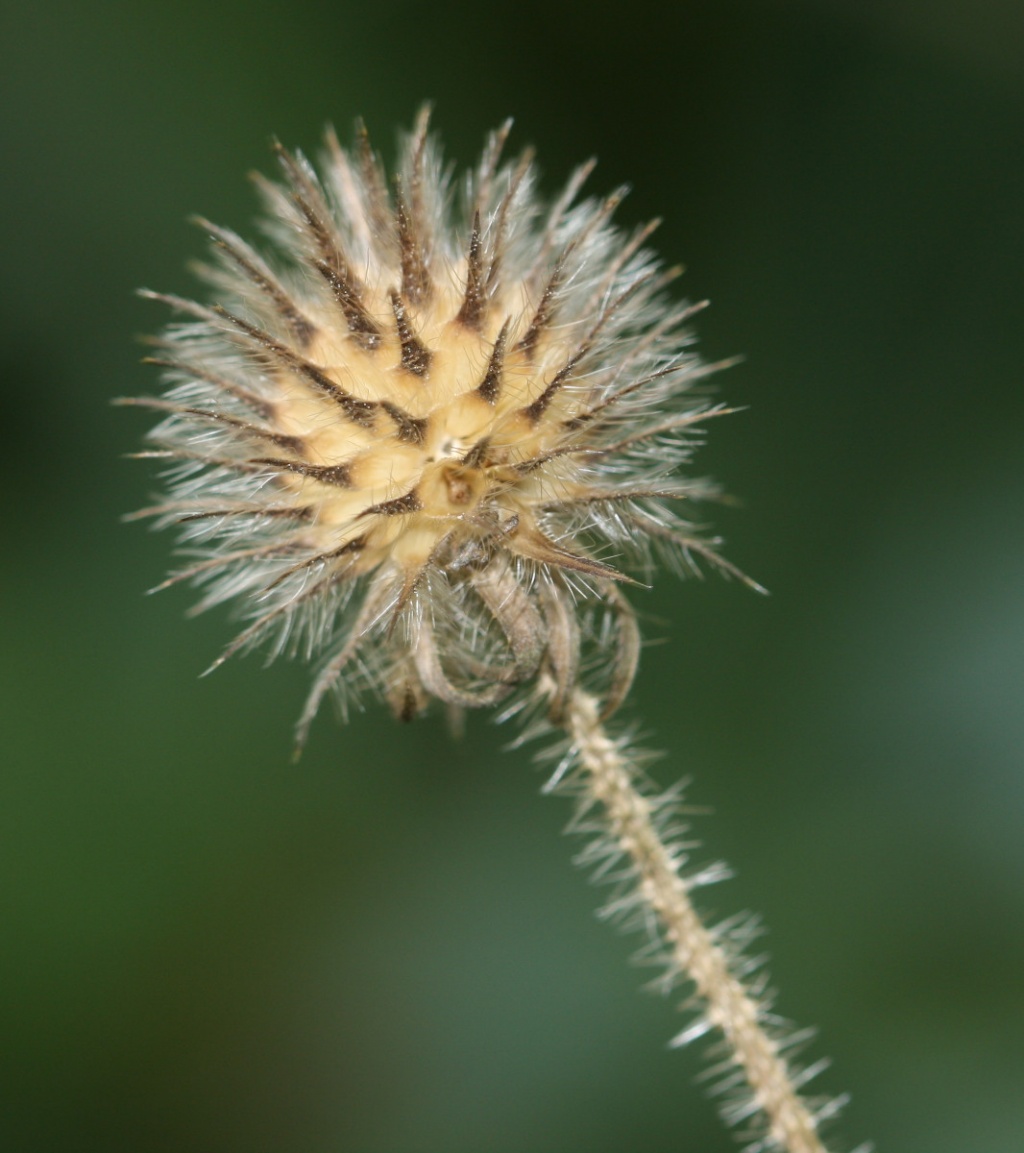 Small Teasel | NatureSpot