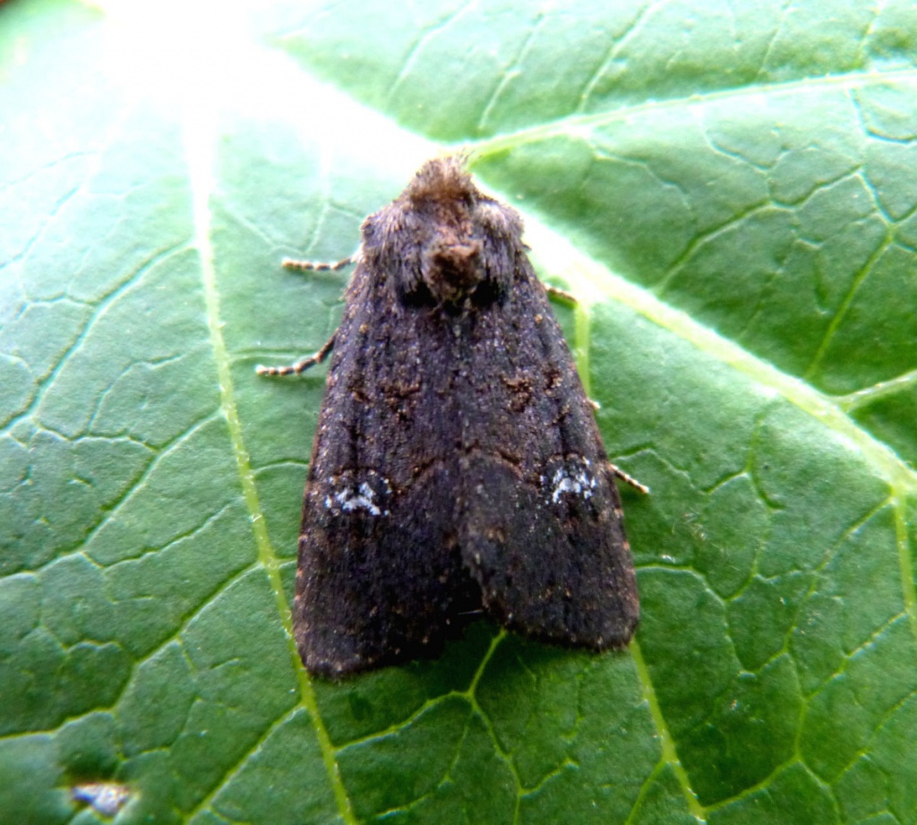 Lesser Common Rustic | NatureSpot