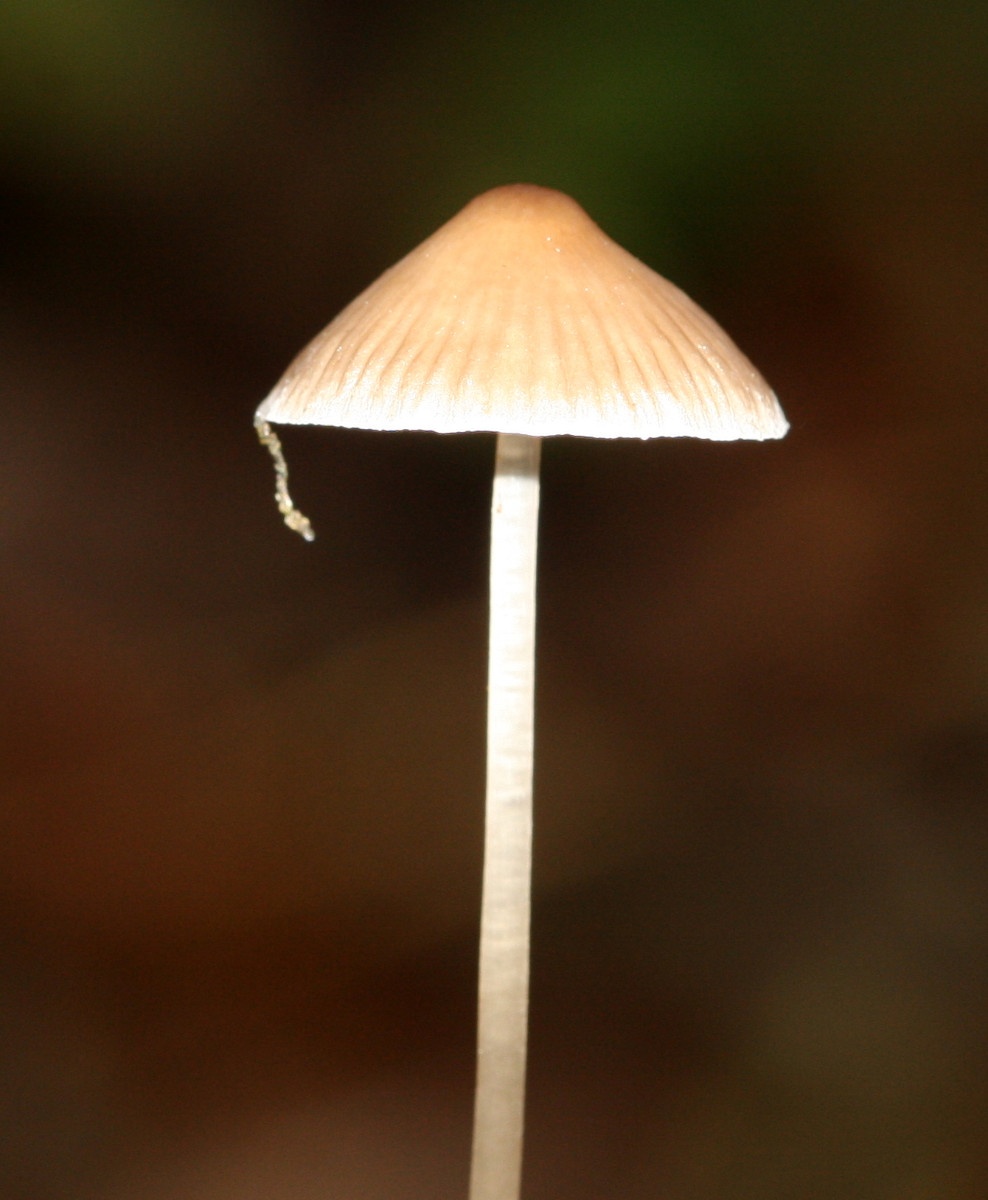 Snapping Bonnet | NatureSpot