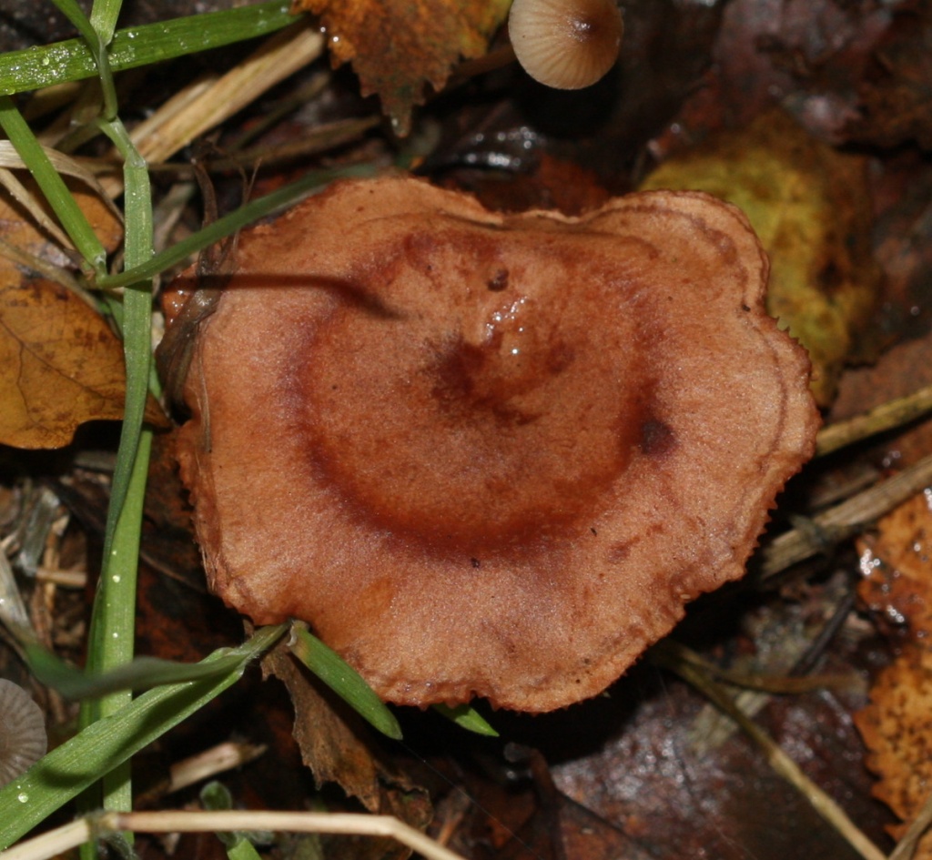 Oak Milkcap | NatureSpot