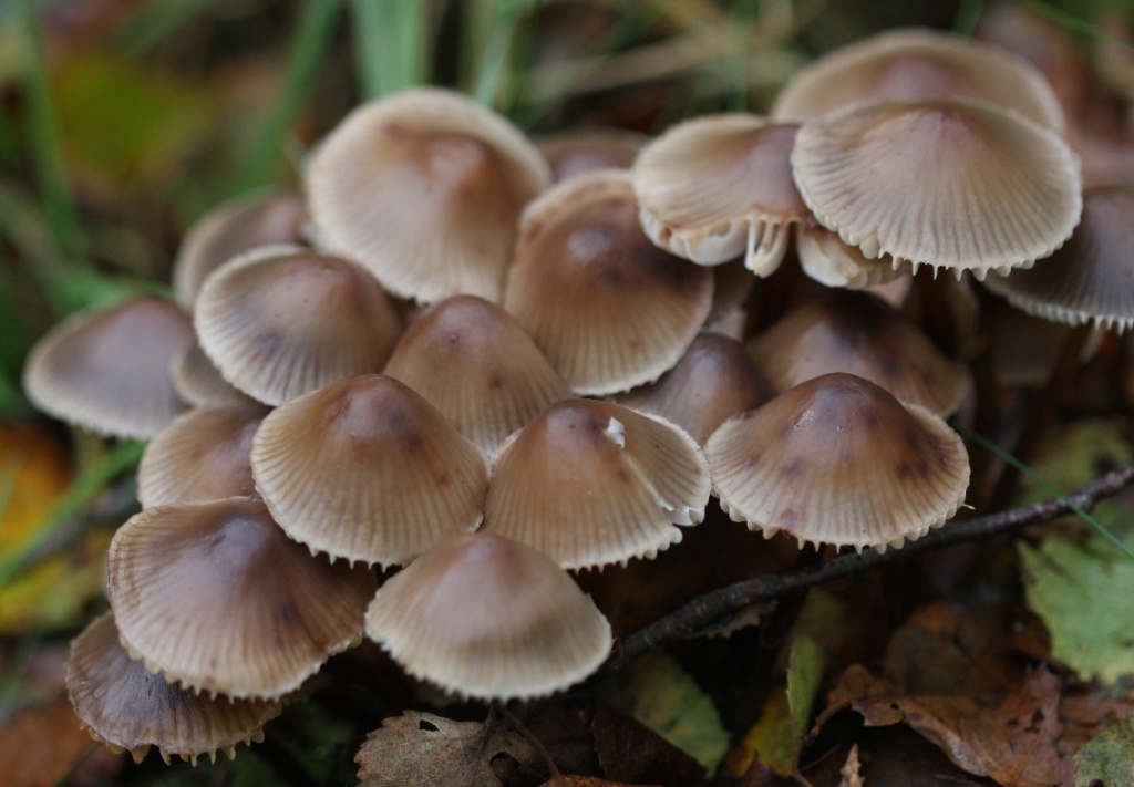 Clustered Bonnet | NatureSpot