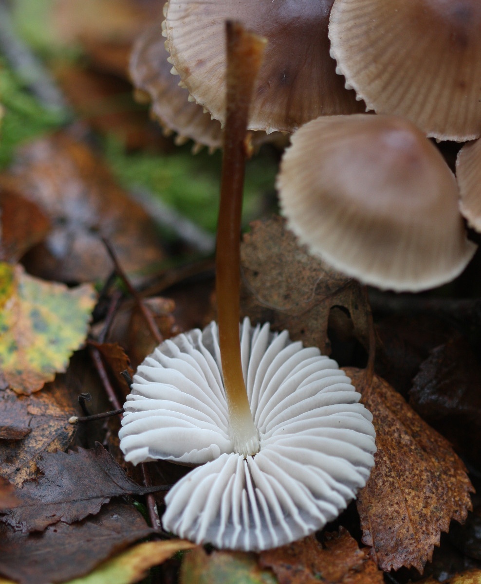 Clustered Bonnet | NatureSpot