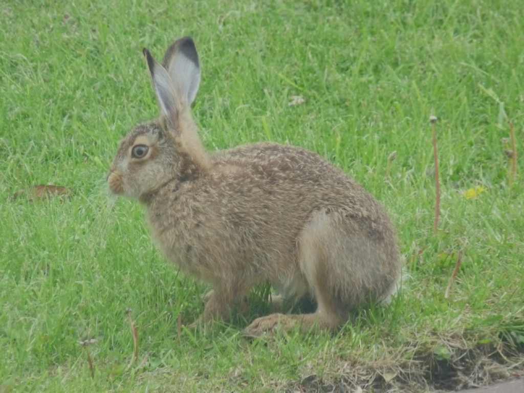 Brown Hare | NatureSpot