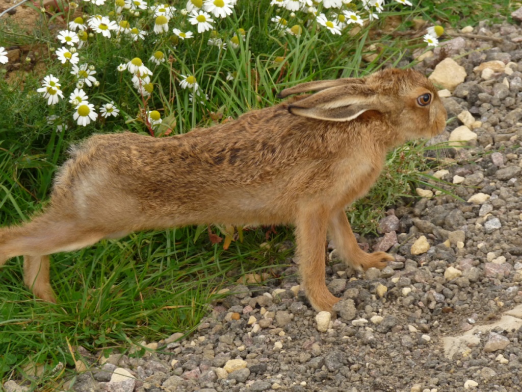 Brown Hare | NatureSpot