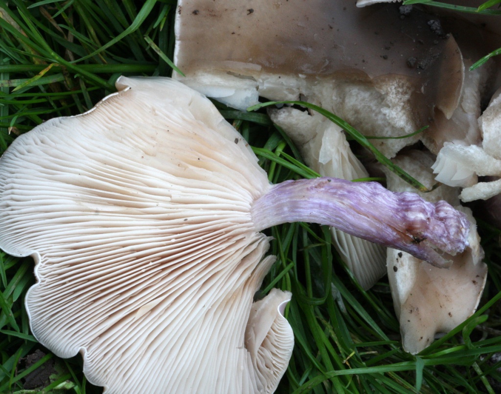 Field Blewit | NatureSpot
