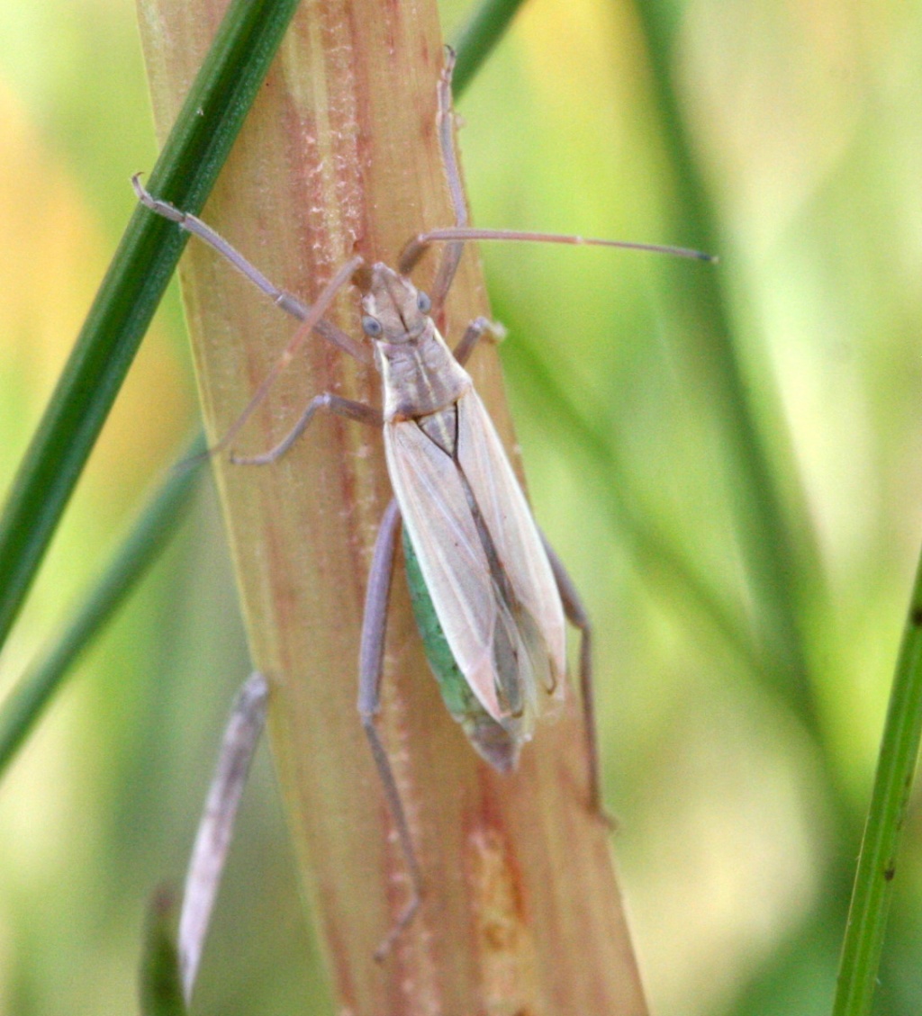Stenodema laevigata | NatureSpot